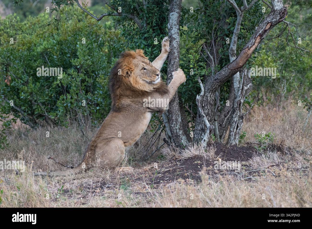 Male African lion (Panthera Leo) at a scratching post, used for claw ...