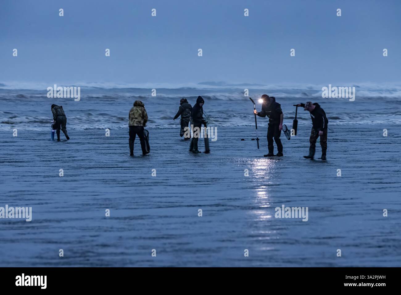 Harvesting Pacific Razor Clams on Pacific Ocean beach at night at Ocean ...