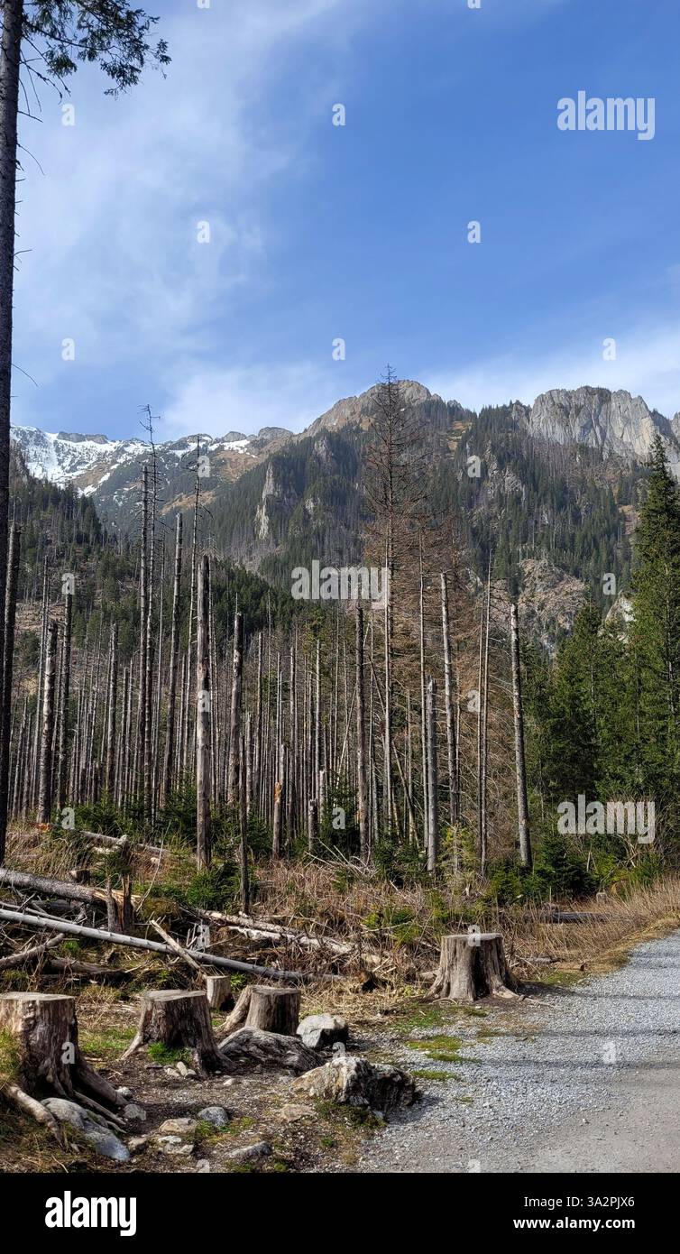 The photograph shows a landscape of a mountain forest affected by a ...
