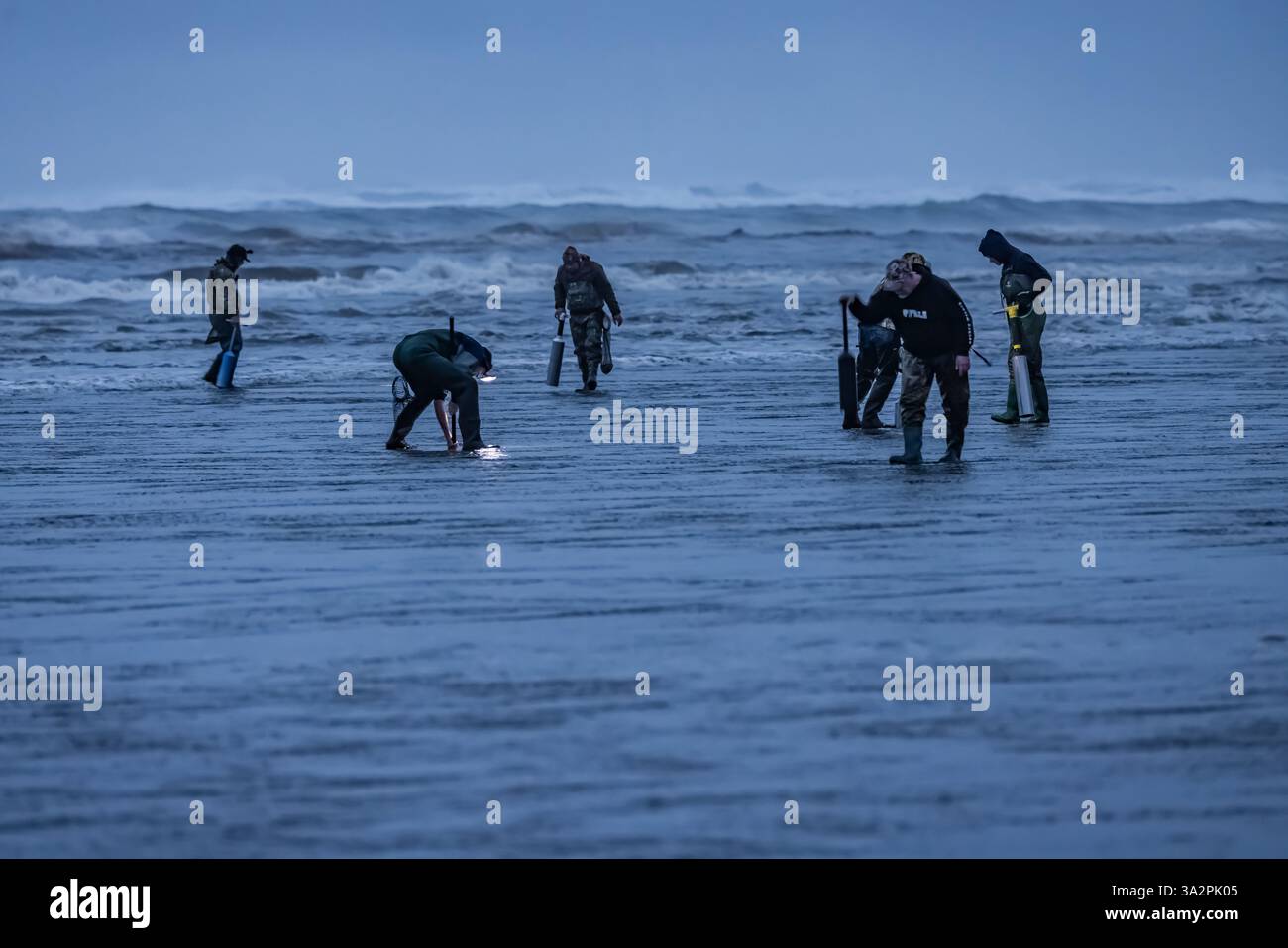 Harvesting Pacific Razor Clams on Pacific Ocean beach at night at Ocean ...