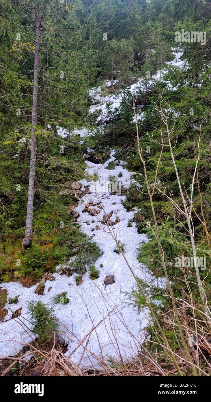 The photograph shows a forest slope covered with snow Stock Photo - Alamy