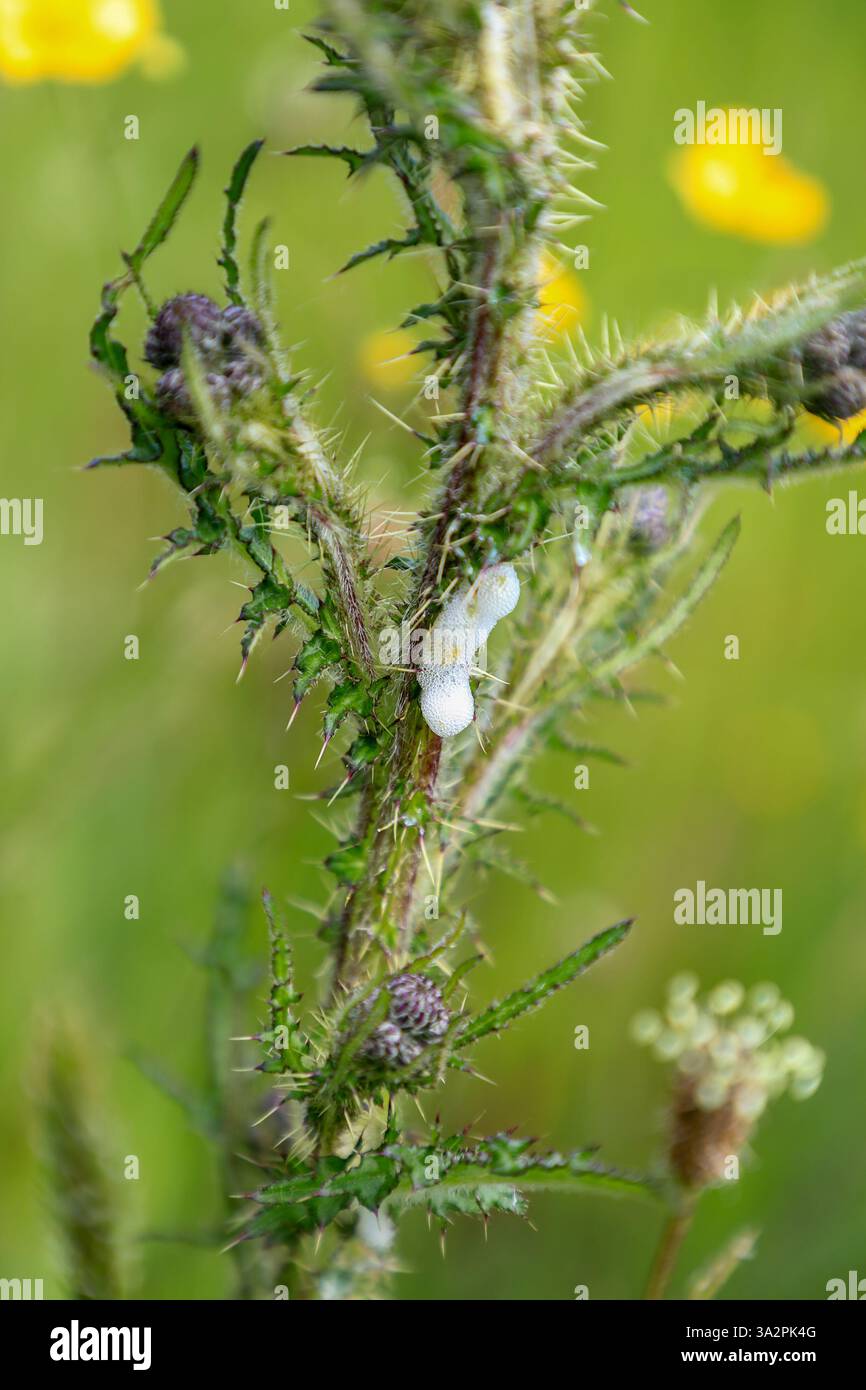 Spittle bug hi-res stock photography and images - Alamy