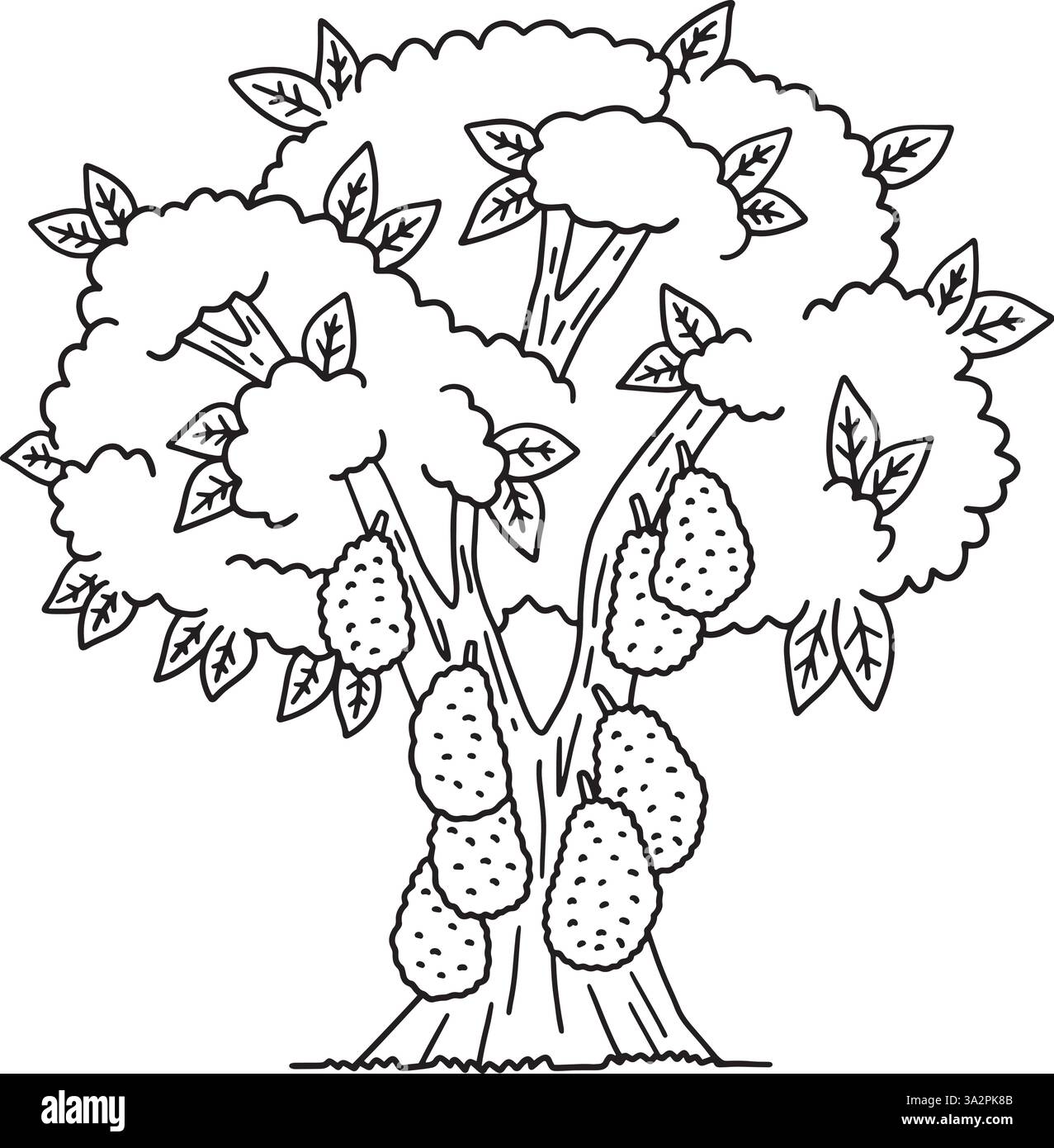 Jackfruit tree Black and White Stock Photos & Images - Alamy