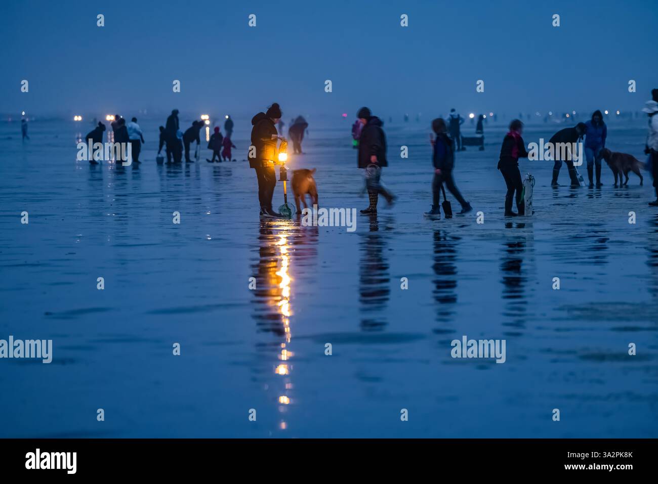Harvesting Pacific Razor Clams on Pacific Ocean beach at night at Ocean ...