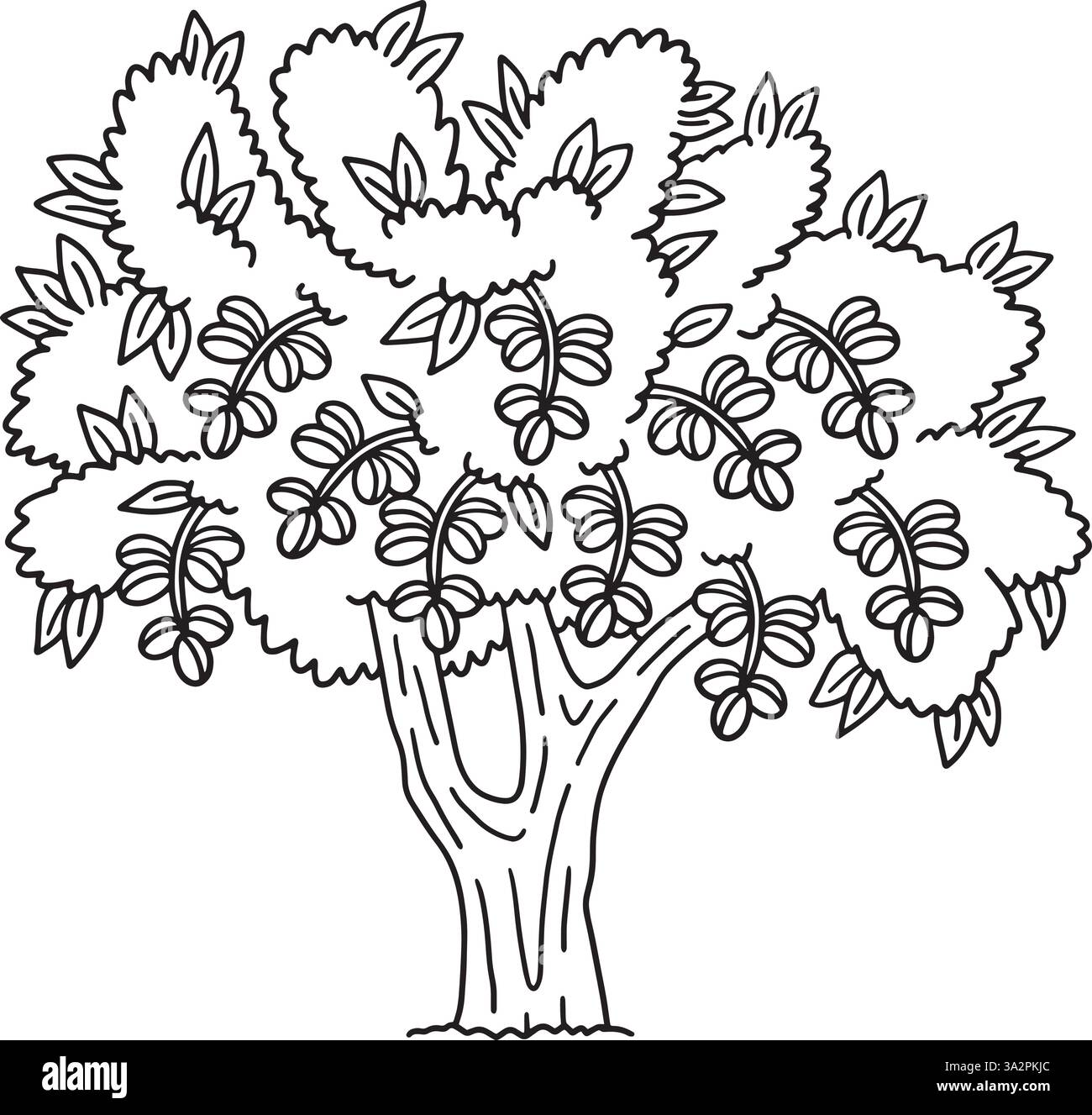 Tropical almond fruit Stock Vector Images - Alamy