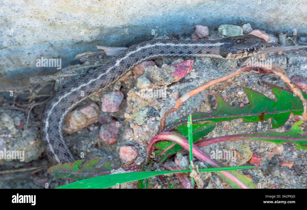 Black-necked Garter Snake (Thamnophis cyrtopsis),- Castle Rock Colorado ...