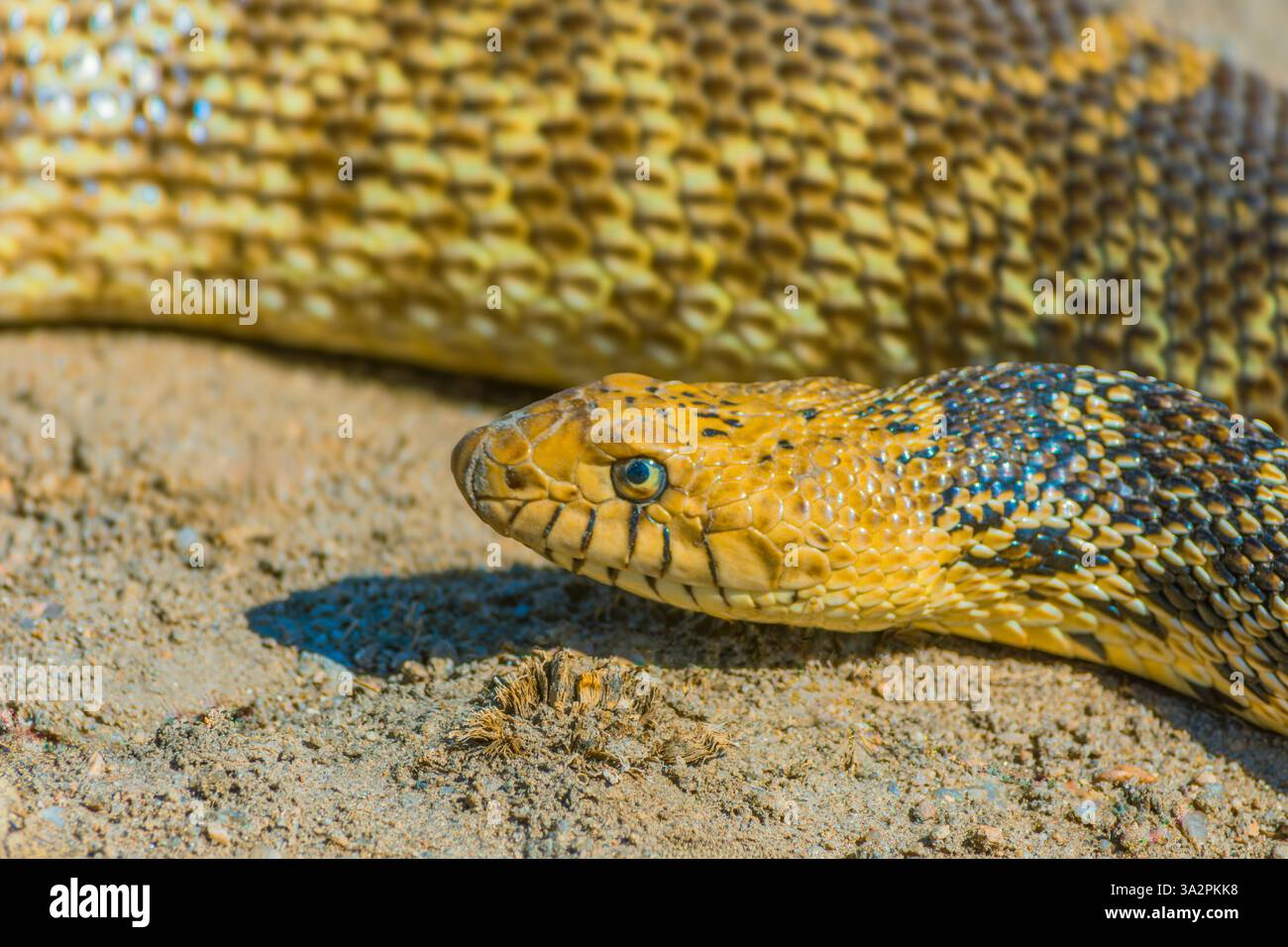 Adult Bullsnake (Pituophis catenifer sayi), considered a subspecies of ...