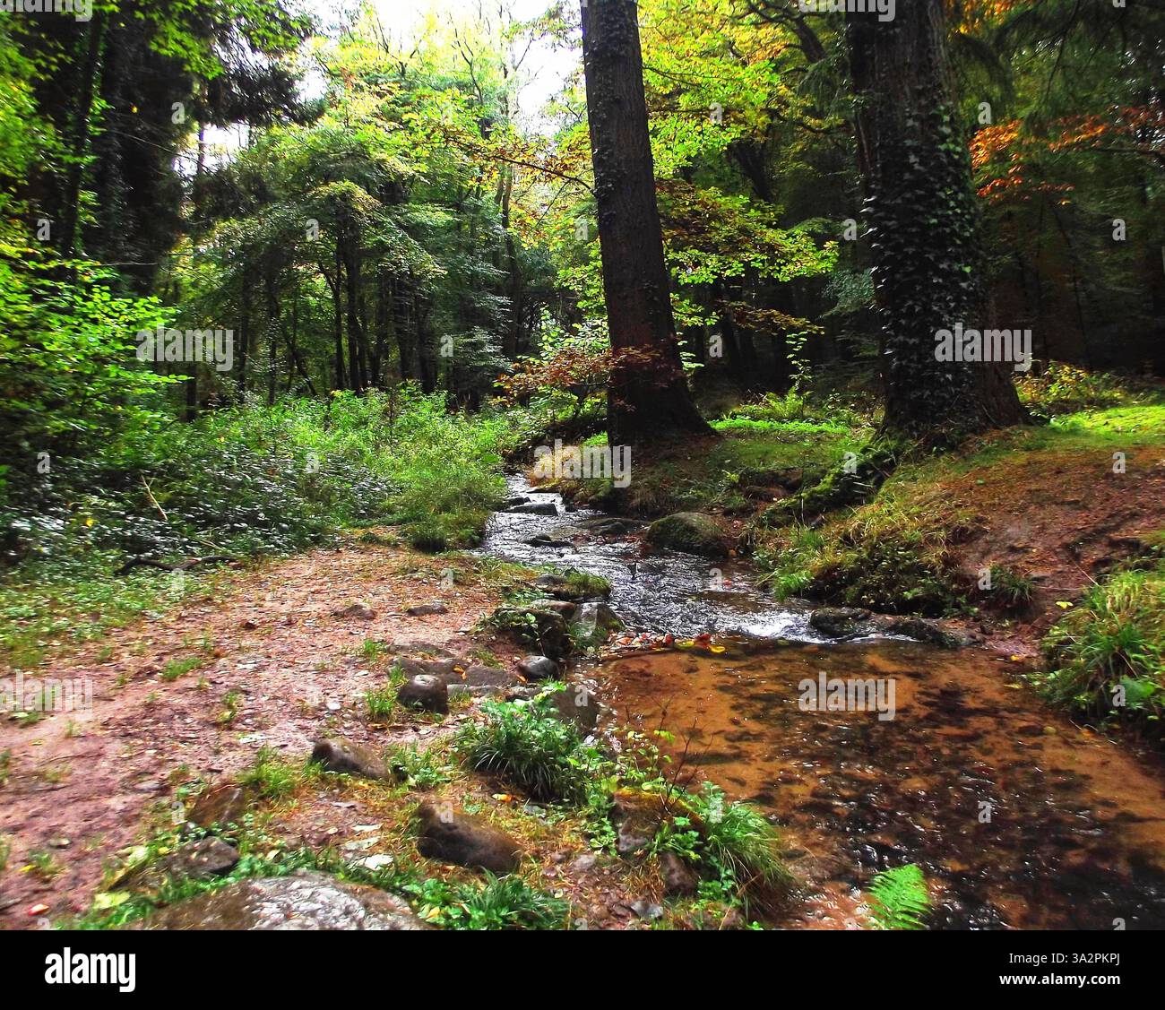 Woodlands wales hi-res stock photography and images - Alamy