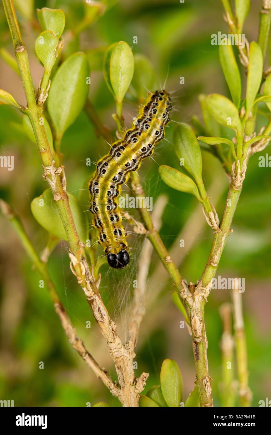 Boxwood borer caterpillar on boxwood, Box Tree Moth (Cydalima ...