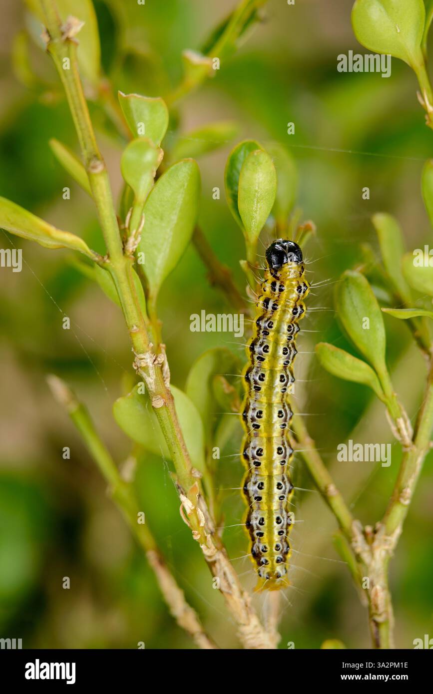 Box tree moth caterpillar (Cydalima perspectalis) eats and destroys box trees Stock Photo - Alamy