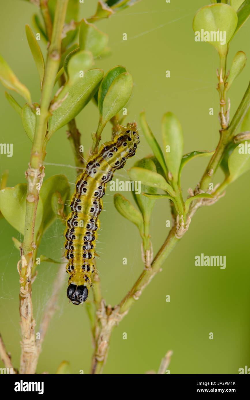 Cydalima perspectalis caterpillar, Boxwood borer caterpillar on boxwood ...