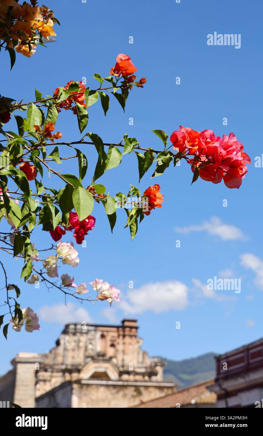 The beautiful flowers of the city of Antigua, Guatemala Stock Photo - Alamy