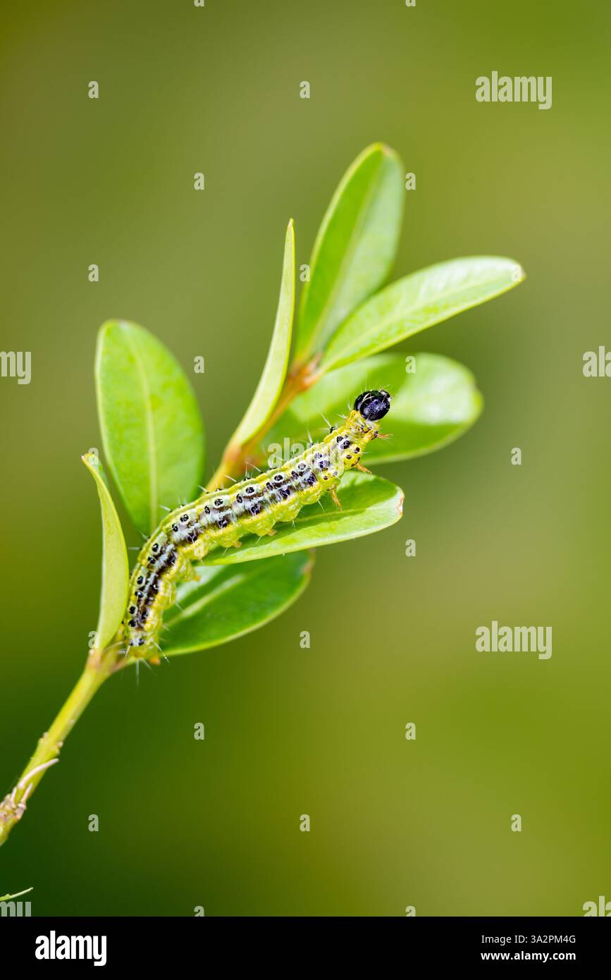 Box tree moth caterpillar (Cydalima perspectalis) eats and destroys box ...