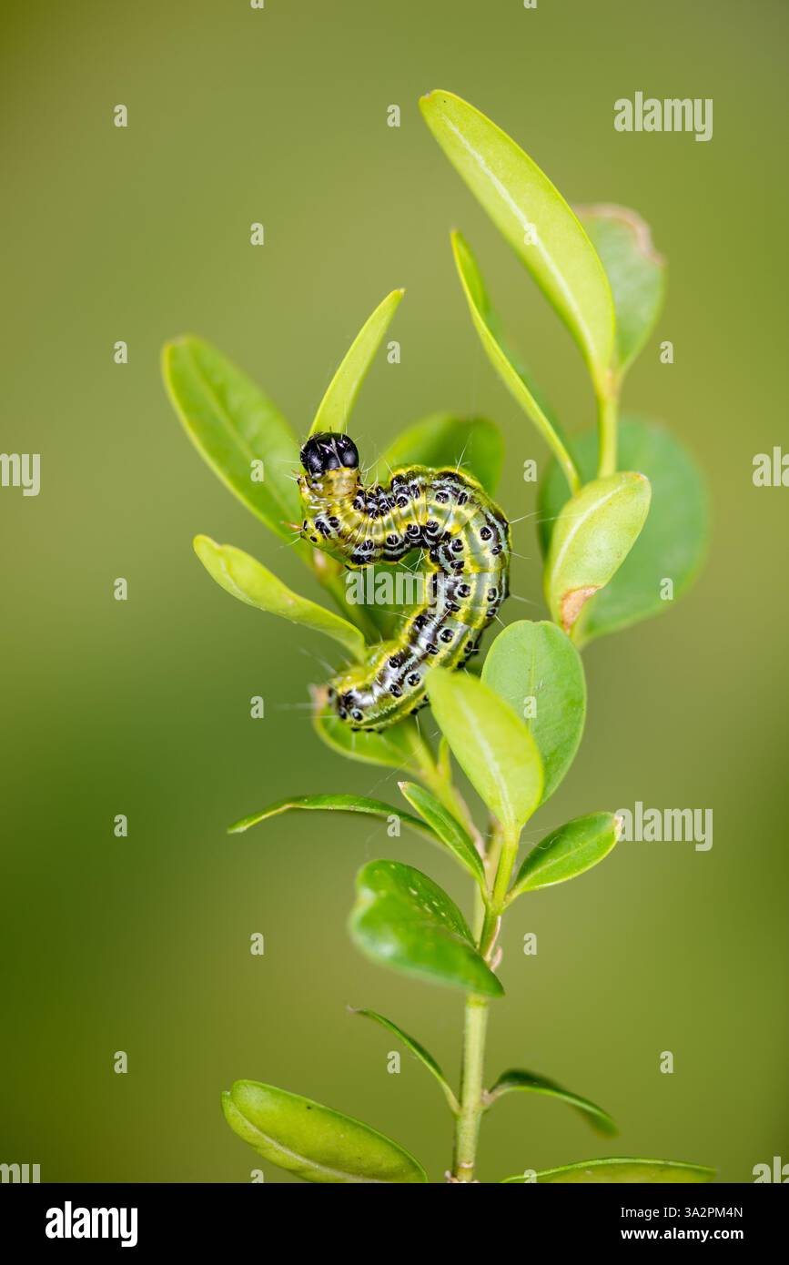 Caterpillar of the box tree pest box tree moth (Cydalima perspectalis ...
