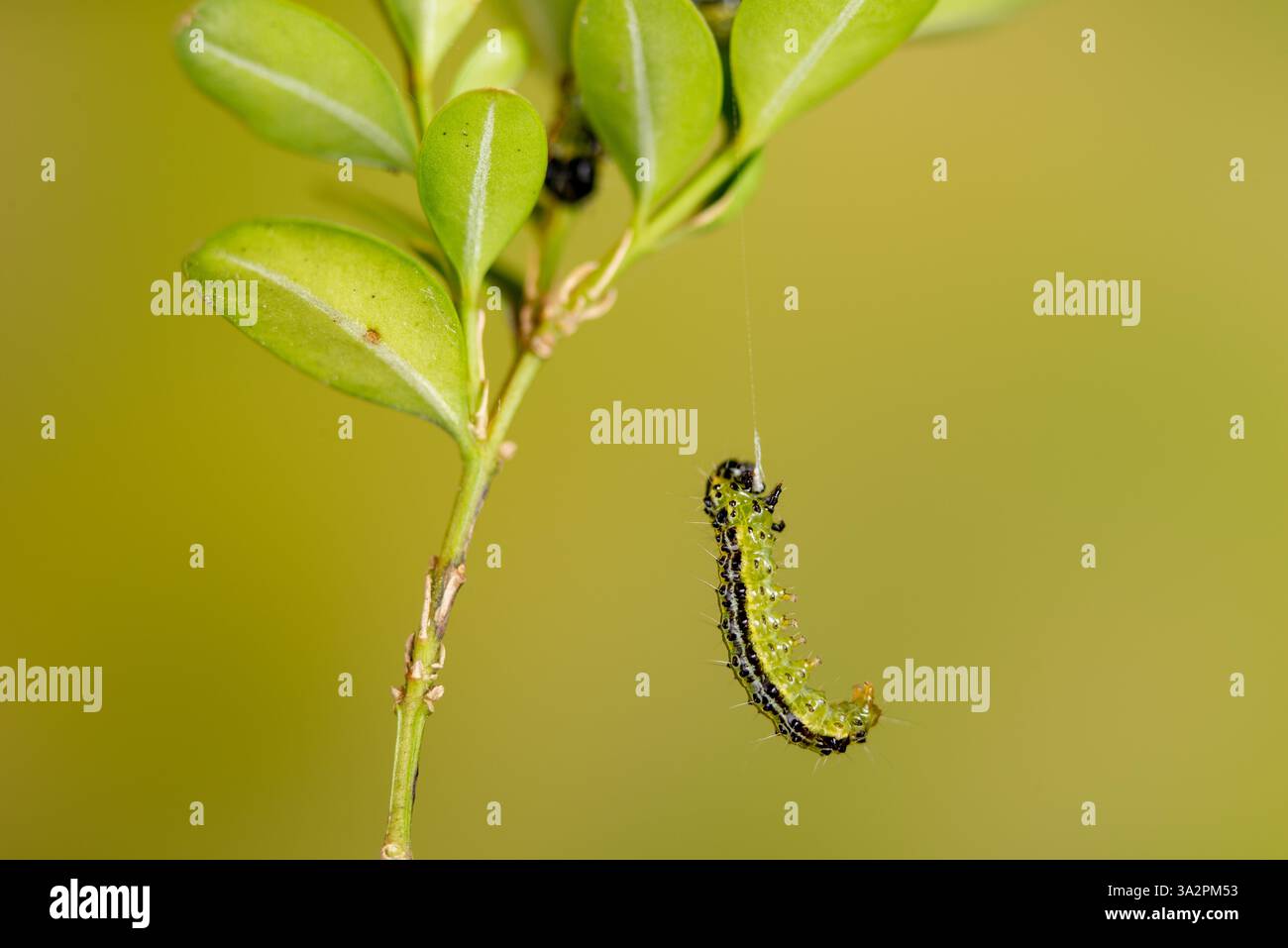 Caterpillar of the box tree moth (Cydalima perspectalis) shimmies ...