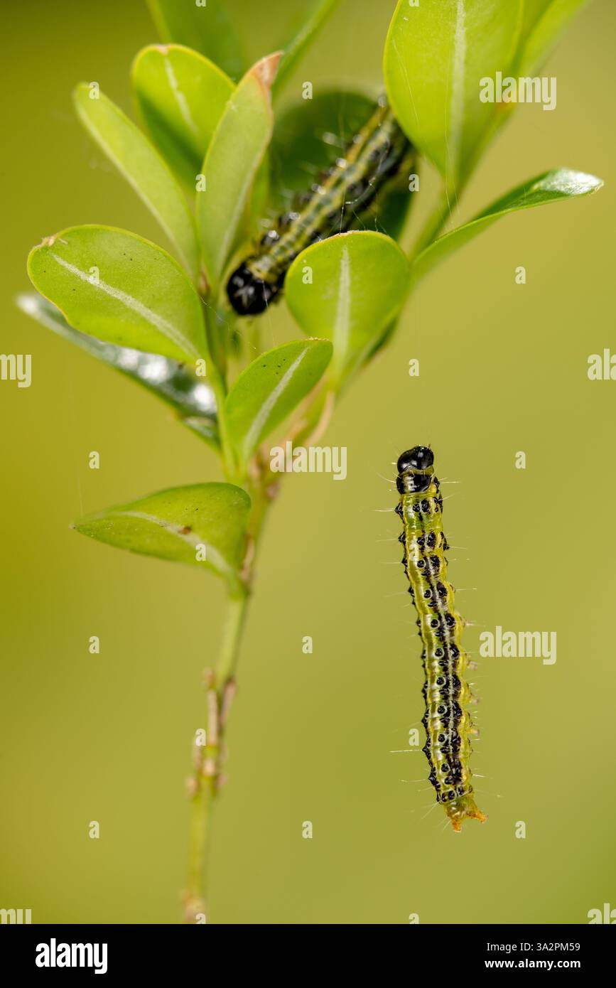 Caterpillar of the box tree moth (Cydalima perspectalis) shimmies ...
