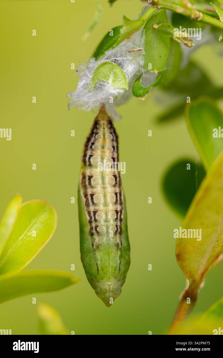 Boxwood borer pupa on boxwood, Box tree moth pupa on boxwood, Cydalima ...