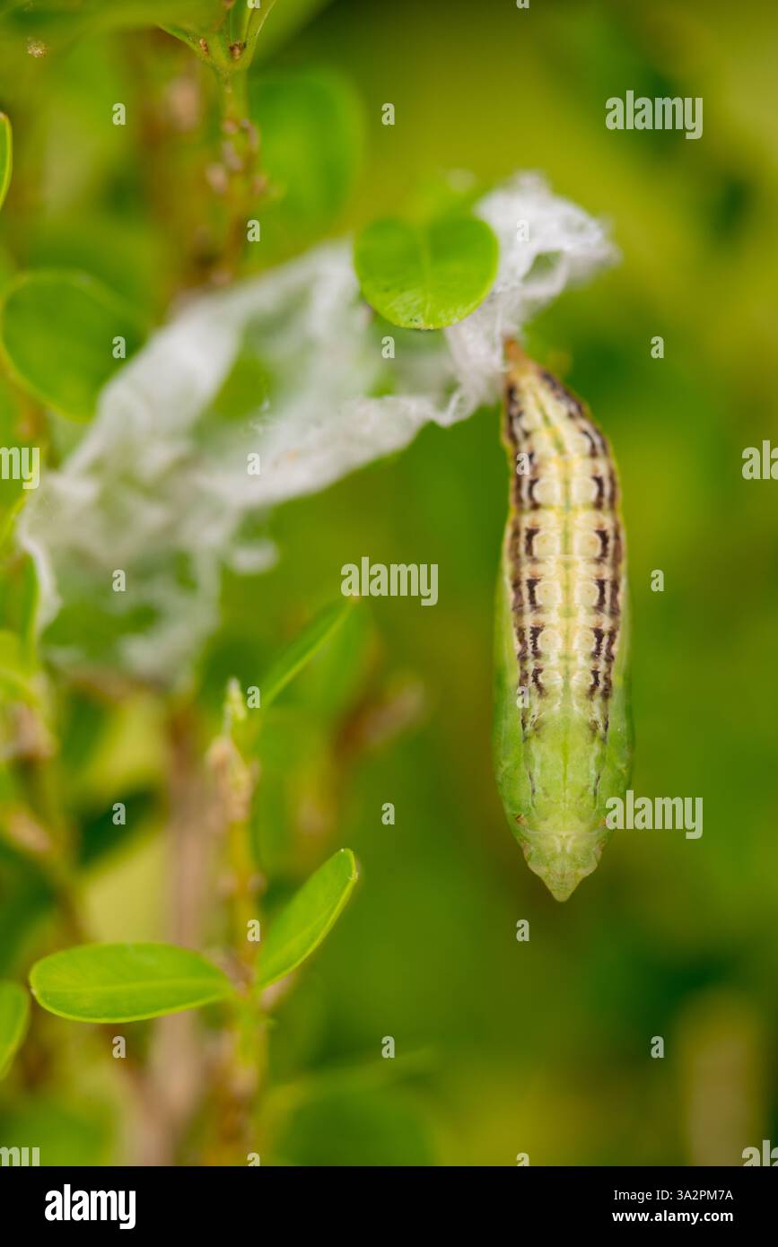 Pupa of a box tree moth (Cydalima perspectalis) on boxwood, Boxwood ...