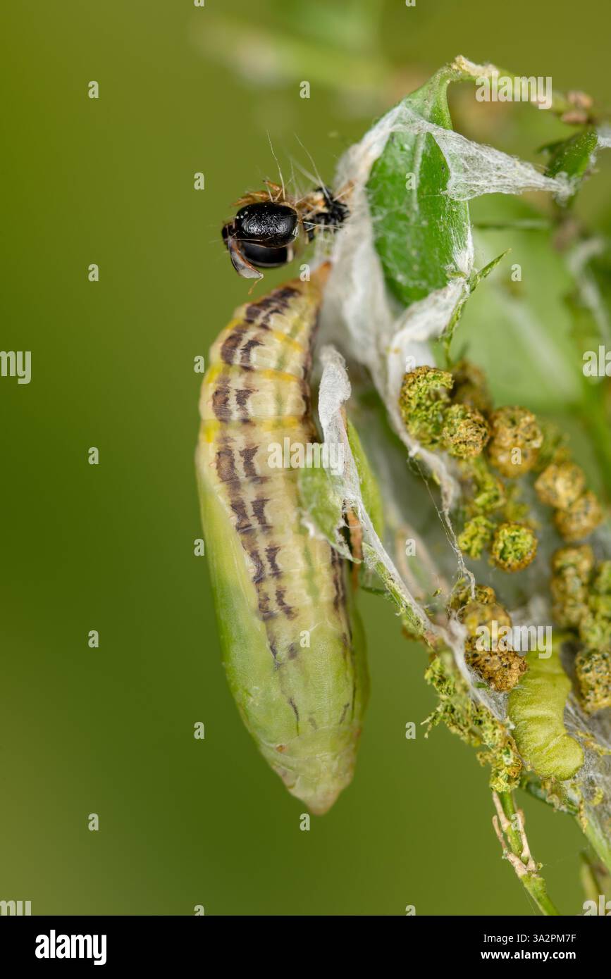 Pupa of a box tree moth (Cydalima perspectalis) on boxwood, Boxwood ...