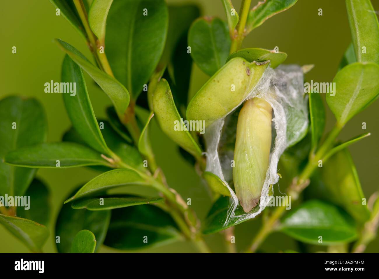 Pupa of a box tree moth (Cydalima perspectalis) on boxwood, Boxwood ...
