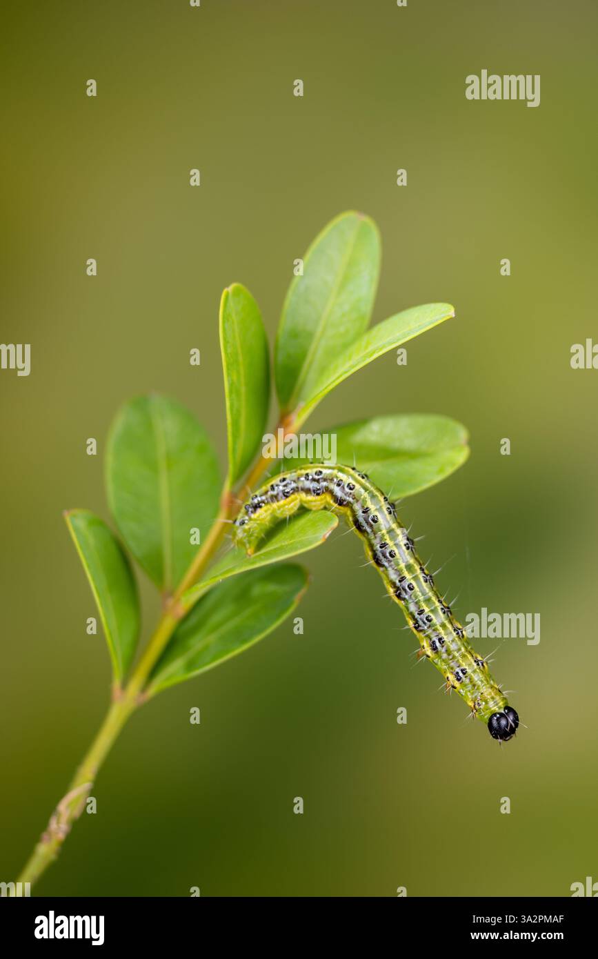 Caterpillar of the box tree pest box tree moth (Cydalima perspectalis ...