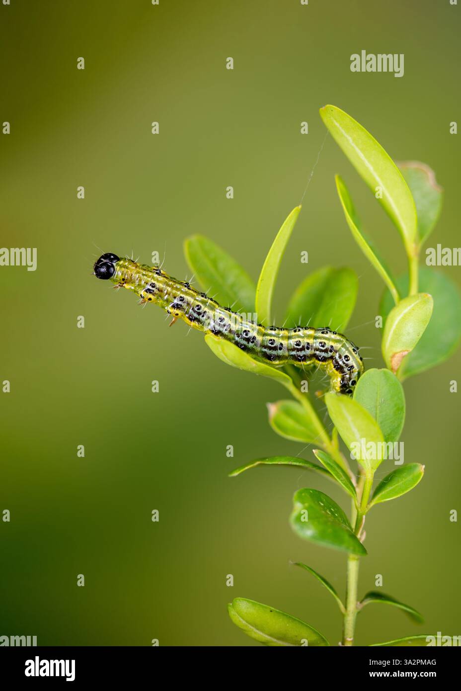 Caterpillar of the box tree pest box tree moth (Cydalima perspectalis ...