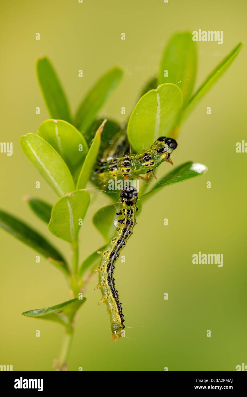 Box tree moth (Cydalima perspectalis) caterpillars on boxwood ...