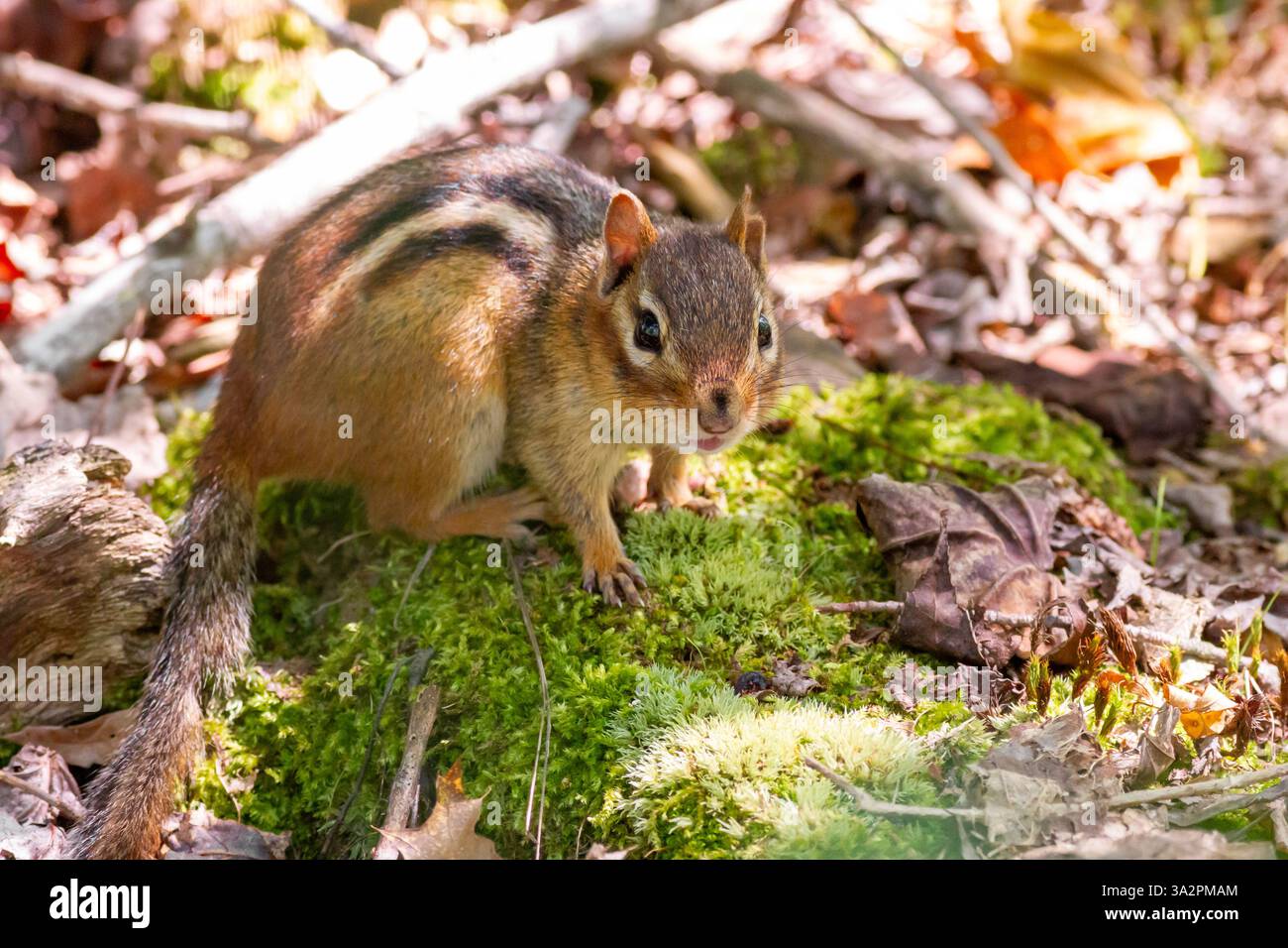 A curious chipmunk glances at the camera, its sharp eyes and fur ...