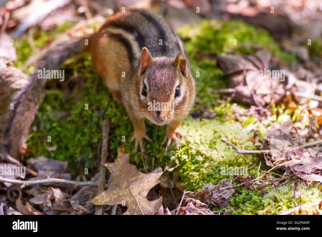 A chipmunk sits centered in the frame, gazing up with alert eyes. While ...