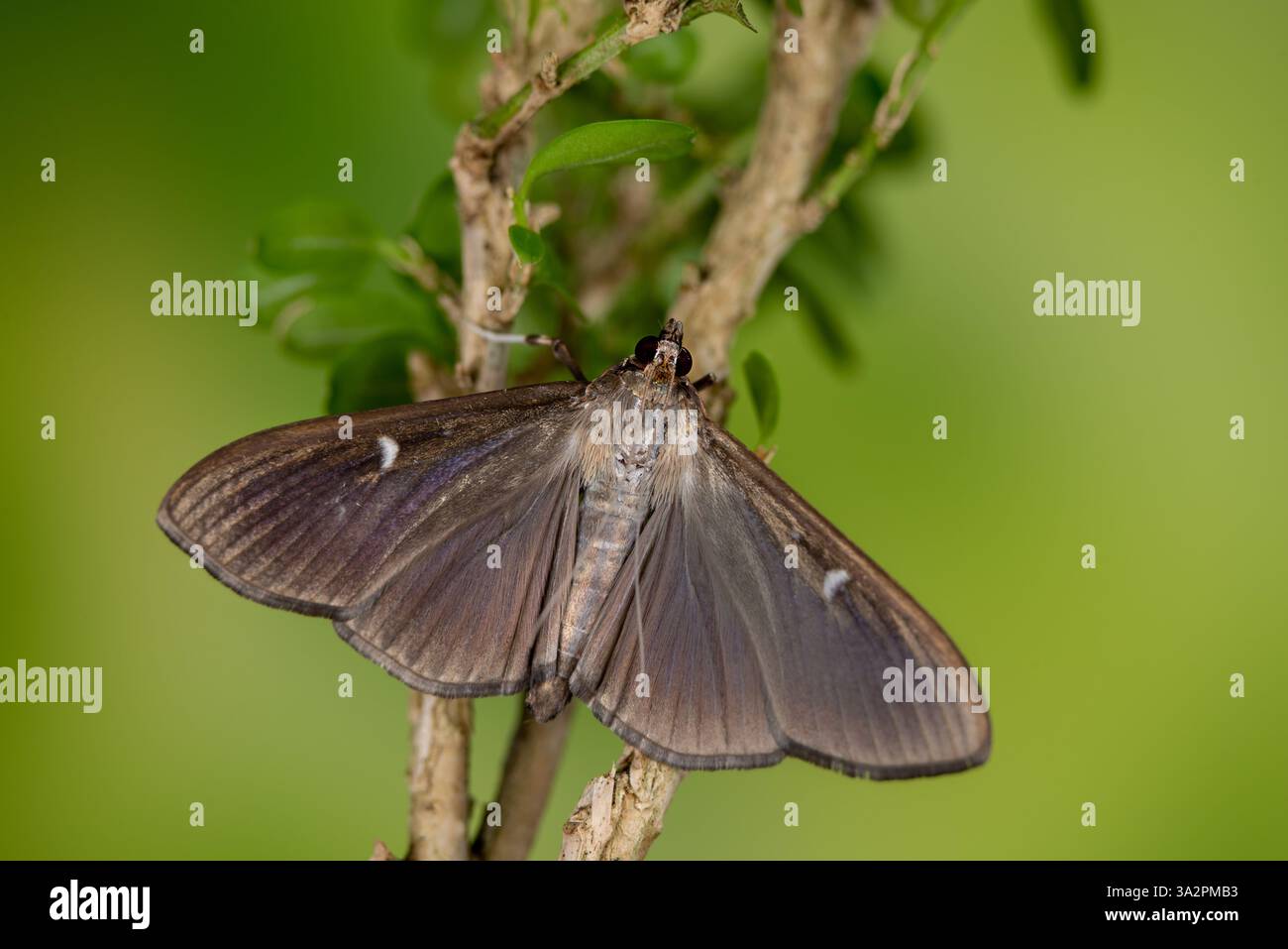 Brown variant of the box tree moth (Cydalima perspectalis Stock Photo ...