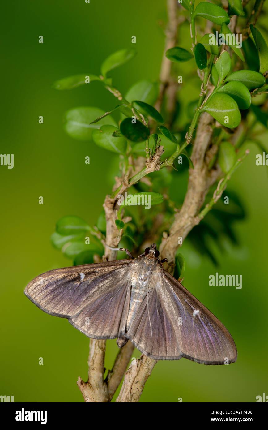 Box Tree Moth (Cydalima perspectalis), adult female (brown variety) on ...