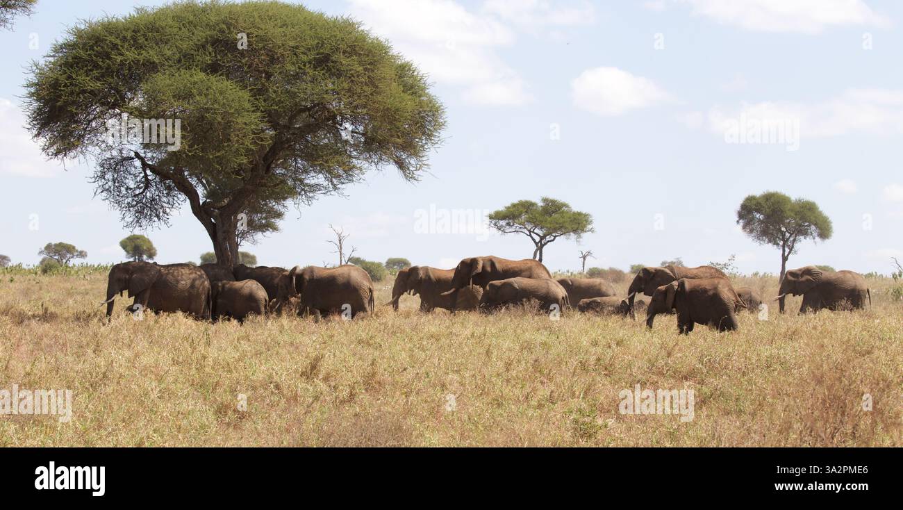 A herd of elephants grazing beneath iconic acacia trees in the scenic ...