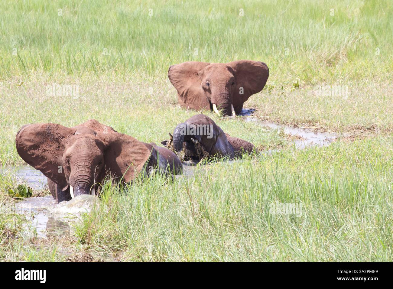 African elephants cooling off and bathing in swampy grasslands ...