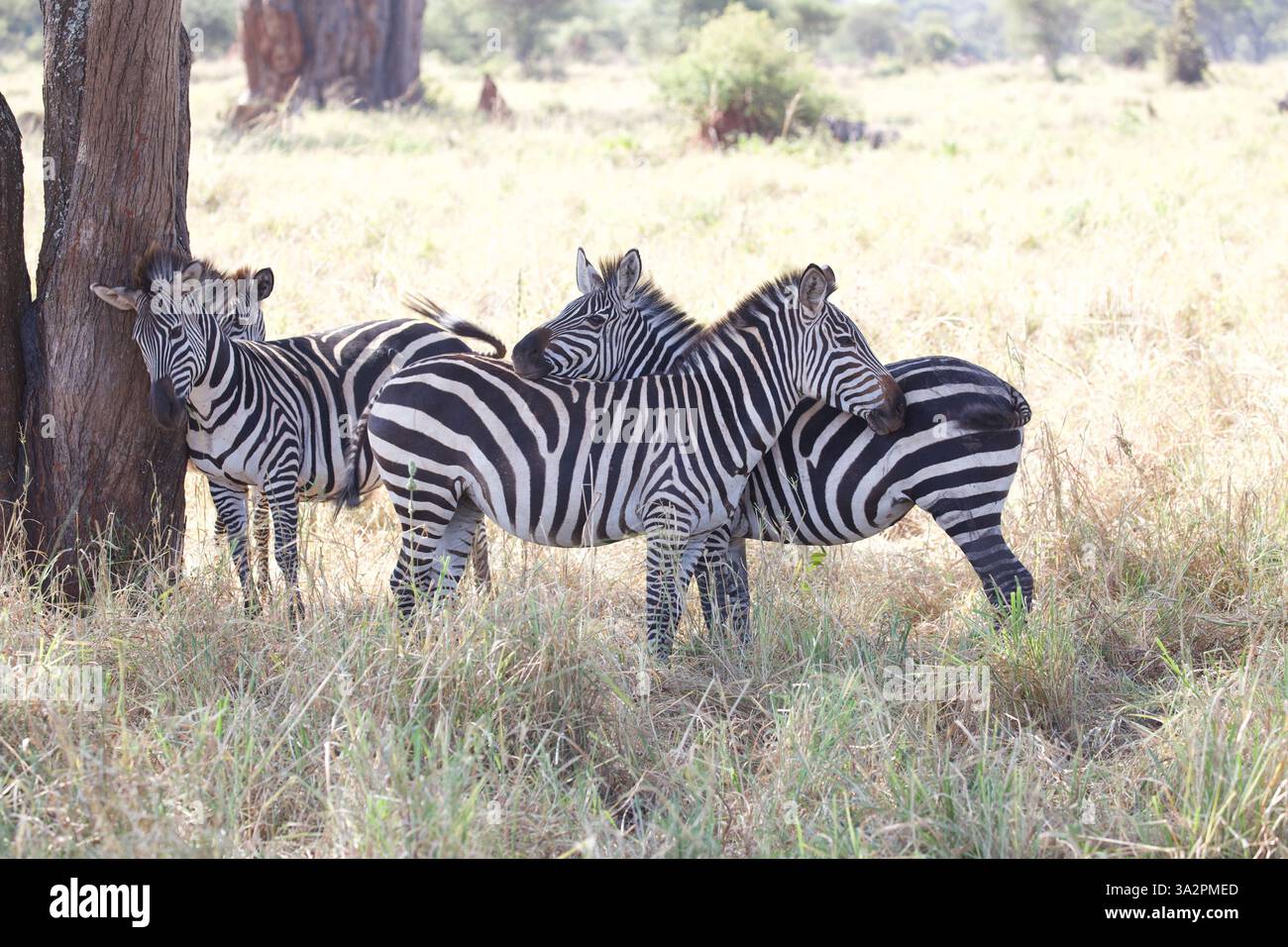 Group of zebras resting in shade under tree, Tarangire National Park ...