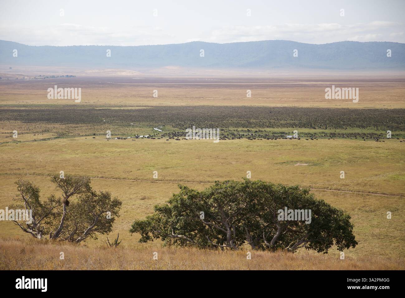 Huge herd of African buffalo grazing inside the Ngorongoro Crater ...
