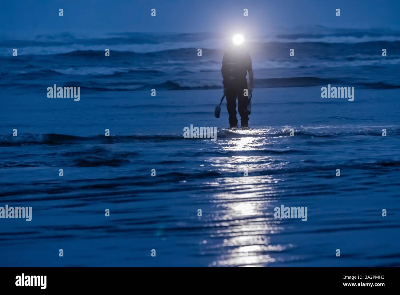 Harvesting Pacific Razor Clams on Pacific Ocean beach at night at Ocean ...
