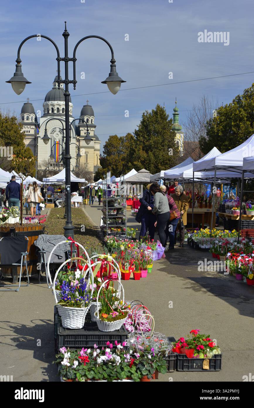 Women's Day flower market on the Rose Square in Targu Mures ...