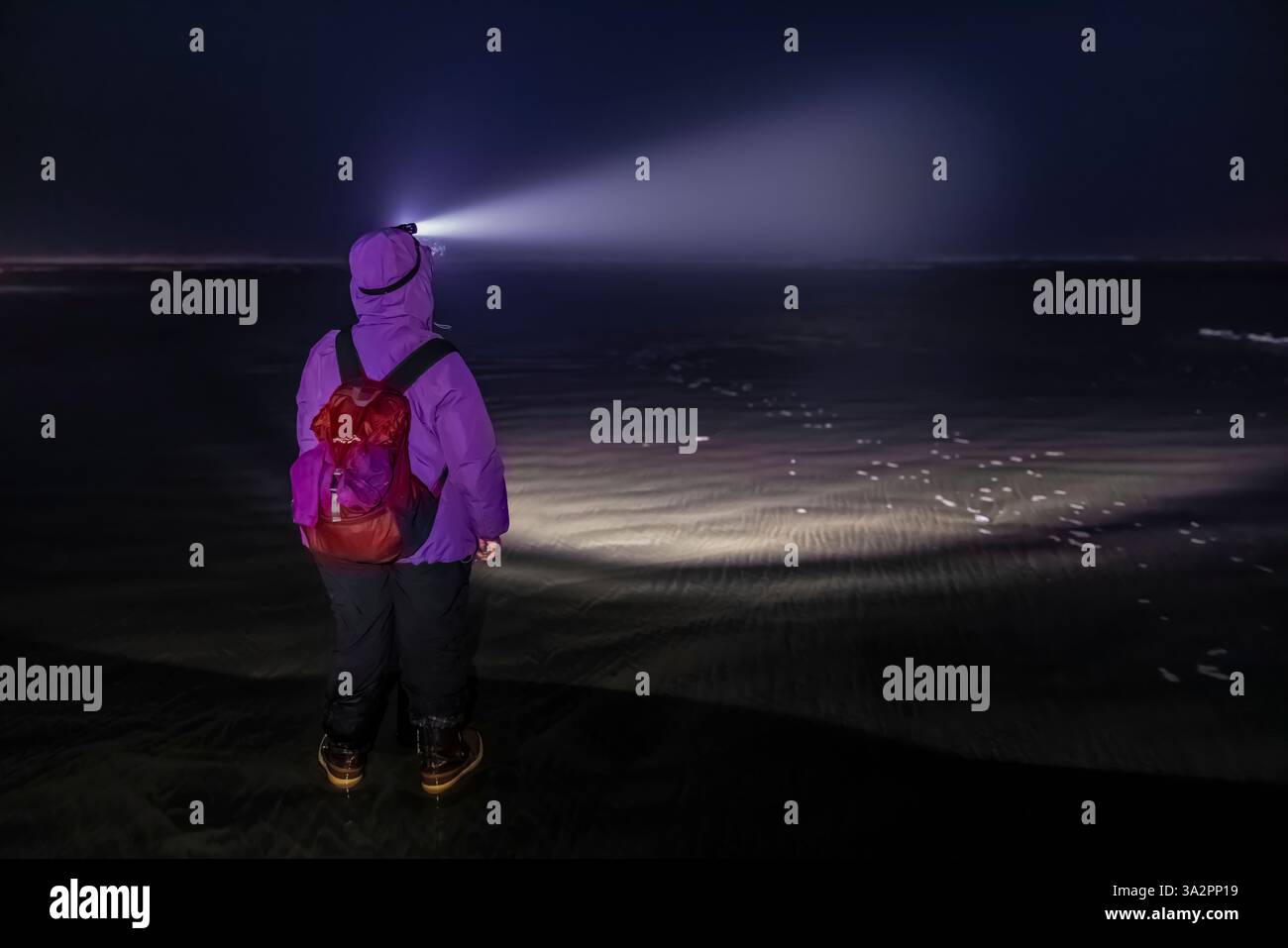 Harvesting Pacific Razor Clams on Pacific Ocean beach at night at Ocean ...