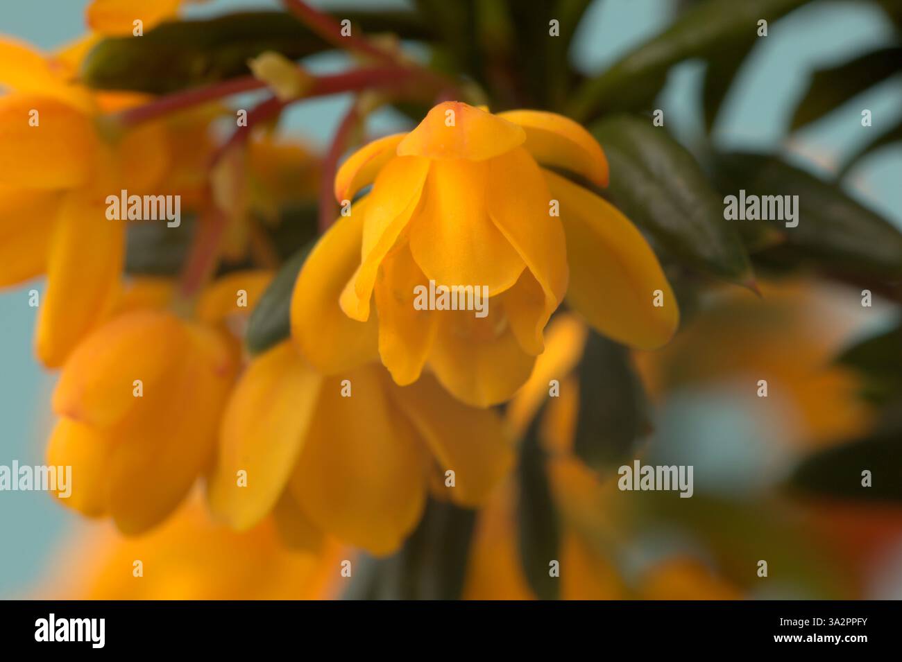 Berberis × stenophylla 'Corallina Compactaalpine' AGM Barberry March ...
