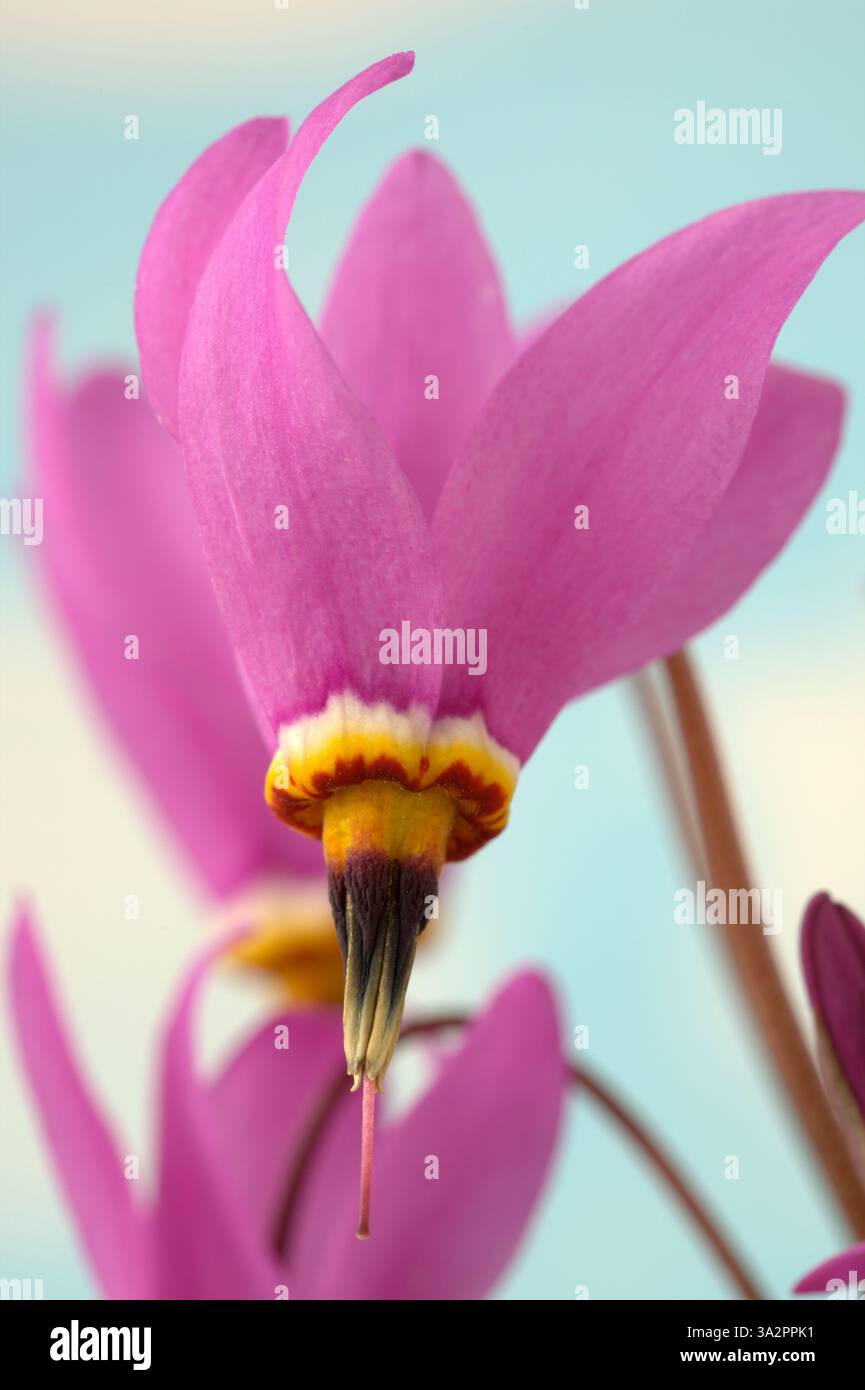 Dodecatheon meadia Shooting star March Stock Photo - Alamy