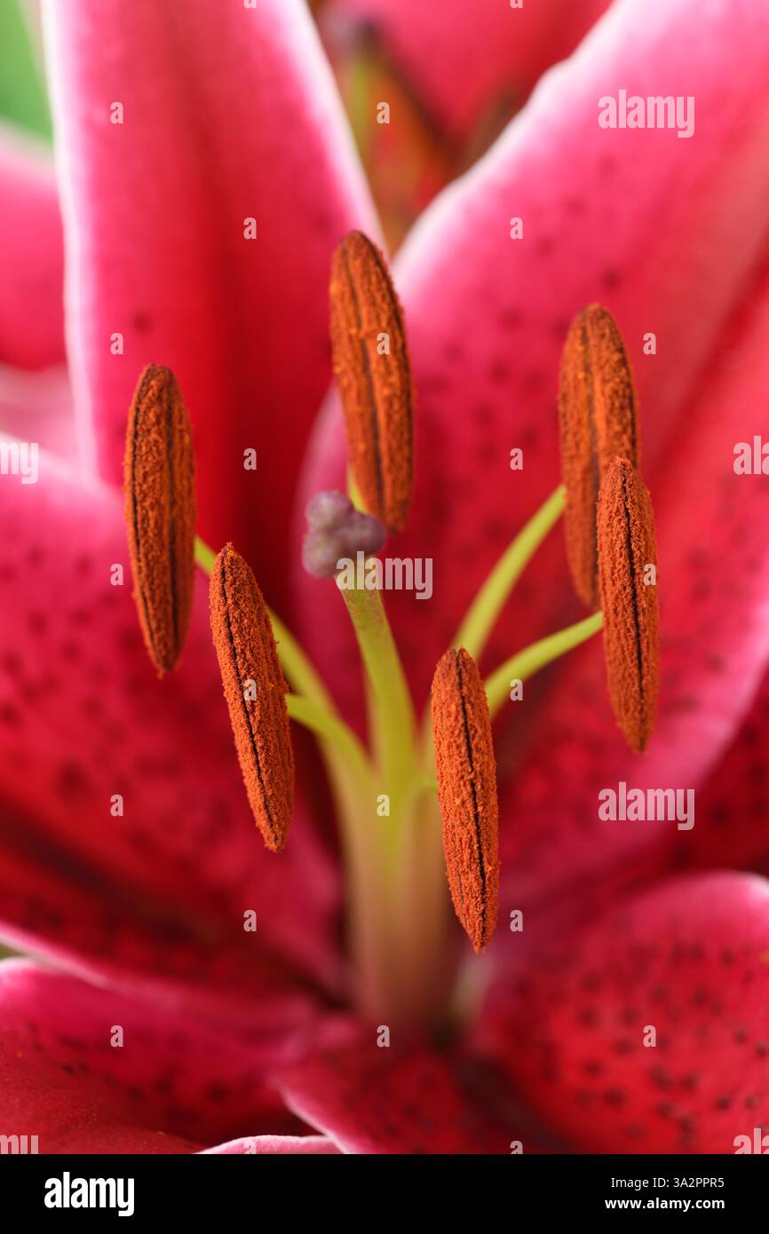 King charles iii close hi-res stock photography and images - Alamy