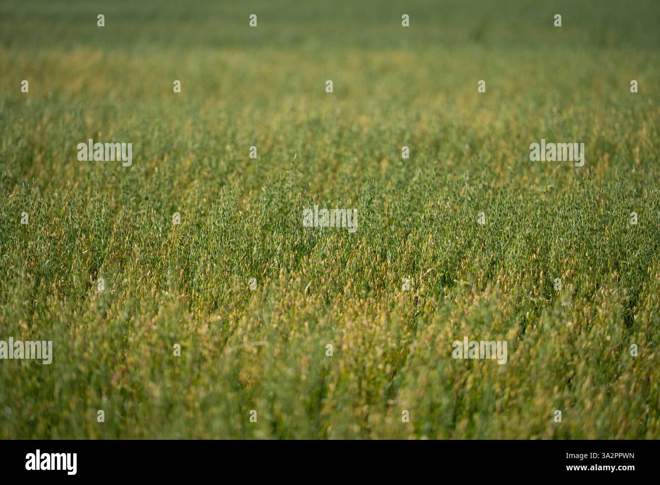 Oat, oatmeal, oats. Oat field. Ripening ears of oats. Field of oats ...