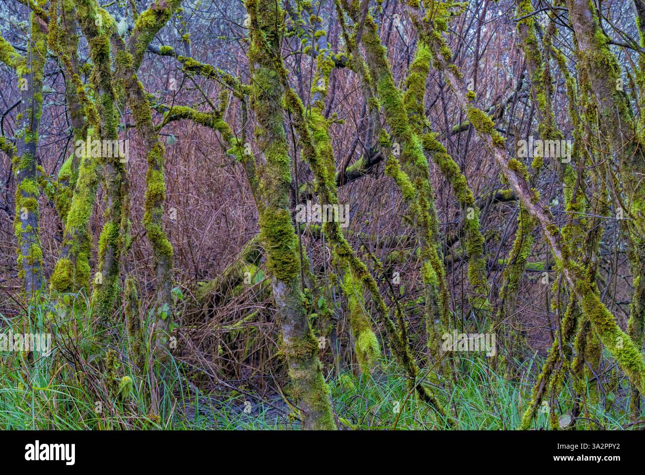 Moss-covered trees in the forest of Ocean City State Park, Washington ...