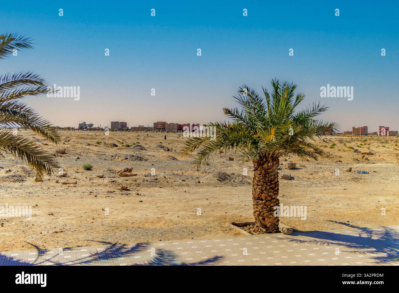 Palm grove near city hi-res stock photography and images - Alamy