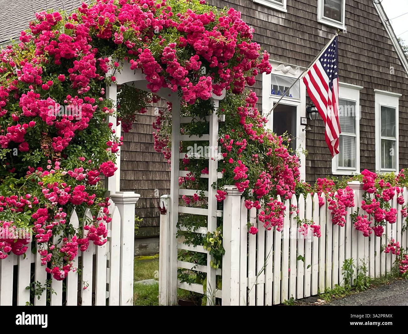 Red roses bloom over an arched arbor leading to a walkway at a summer ...
