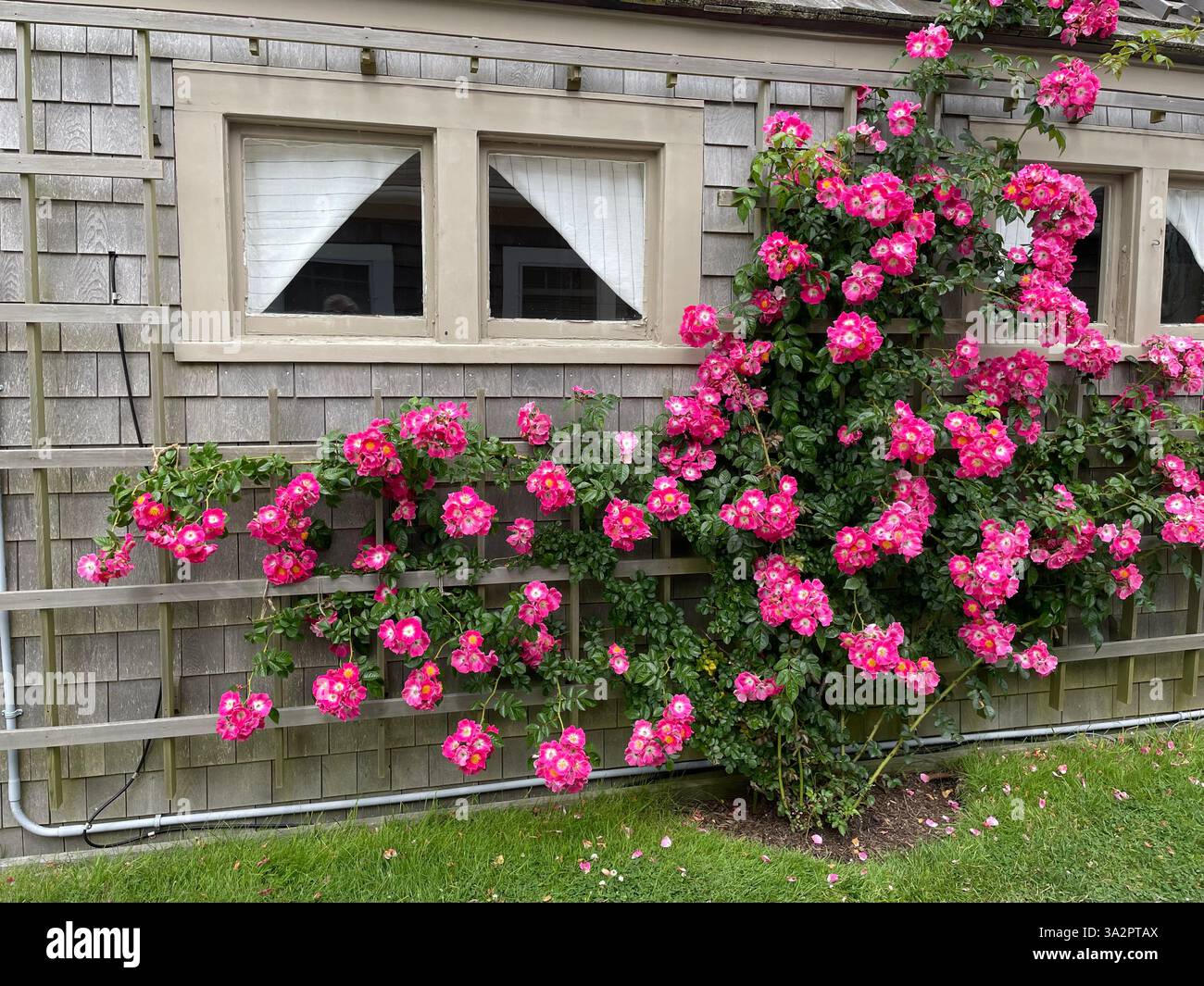 Red and pink rose flowers, bloom, and climb a cedar shingle home on a ...