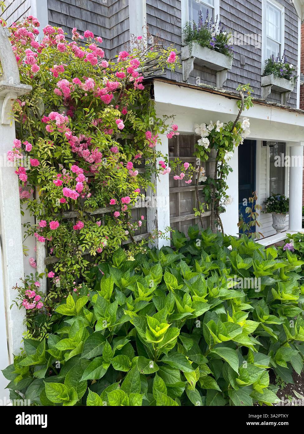 Roses on front house hi-res stock photography and images - Alamy