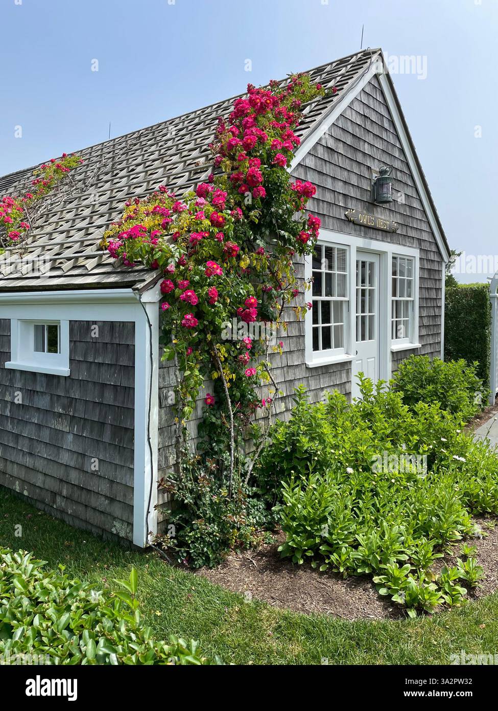 Red roses bloom as they climb the side and roof of a gray cedar ...