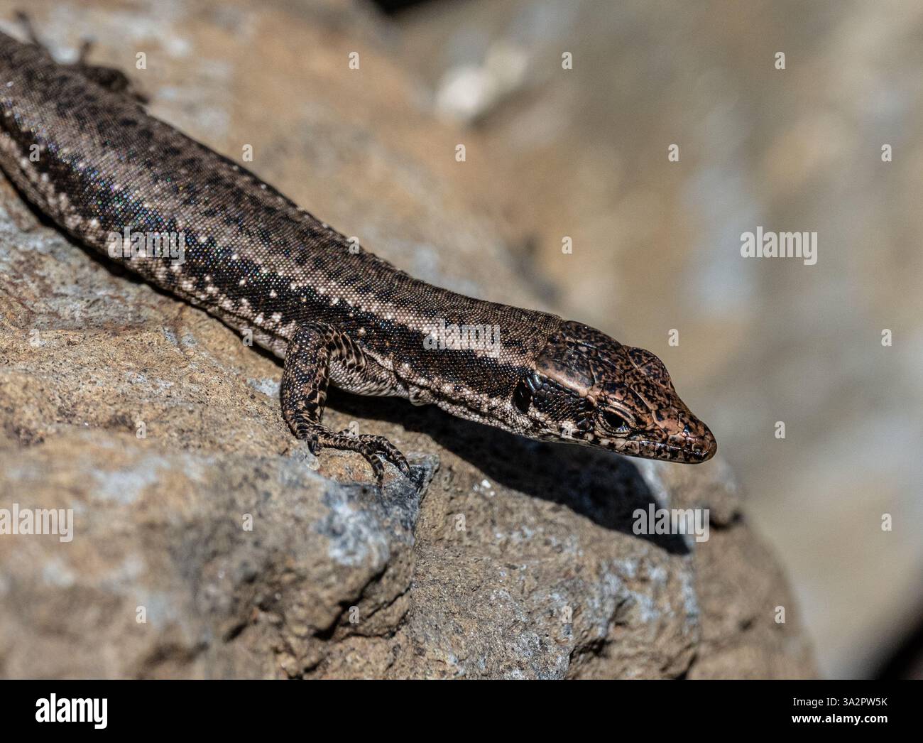 Madeiran wall lizard (Teira dugesii), Quinta Magnólia gardens Stock ...