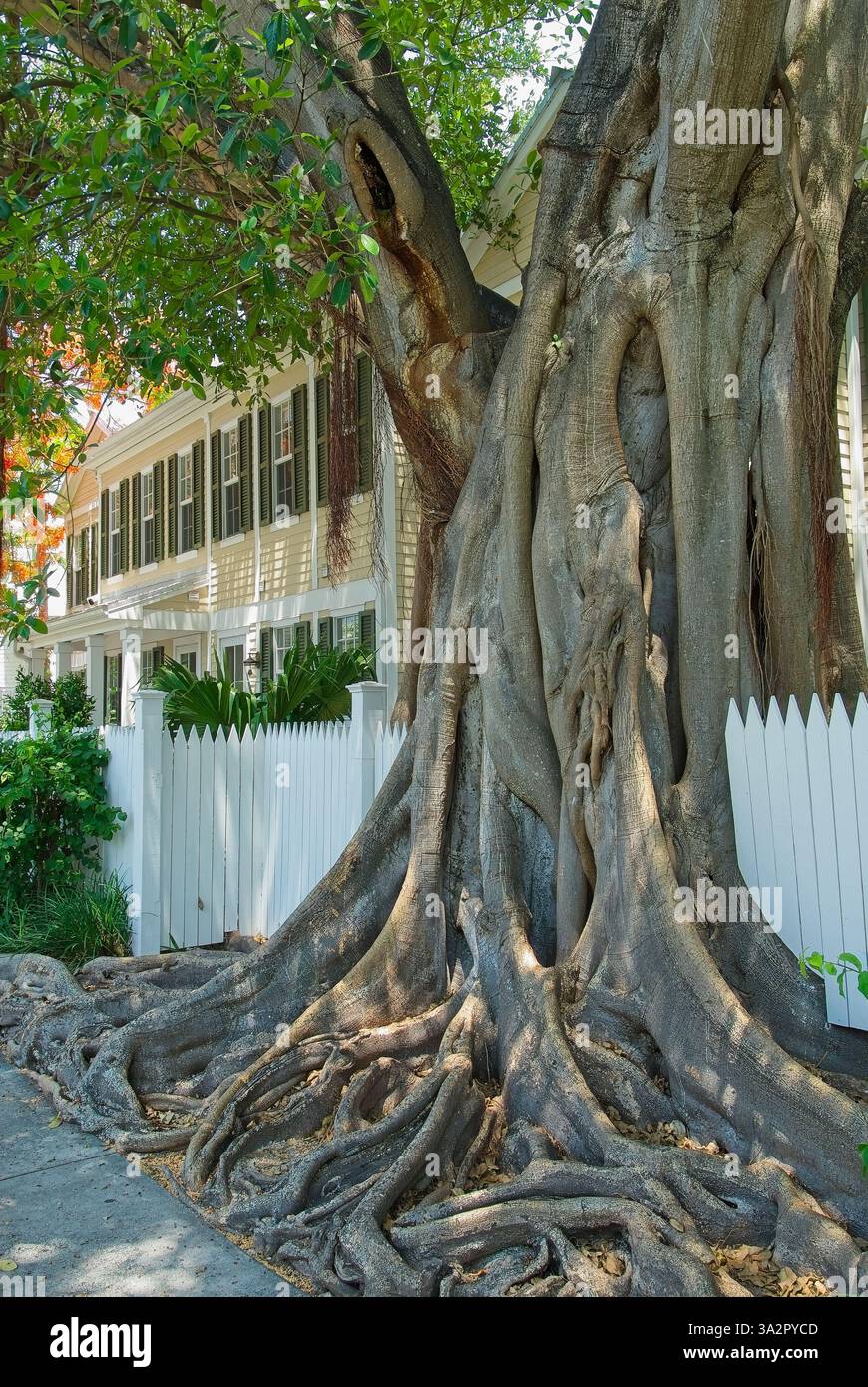 Street side banyan tree beside white picket fence in Key West ...